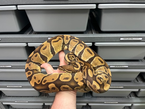 Trojan Ball Python by The Serpent Chamber