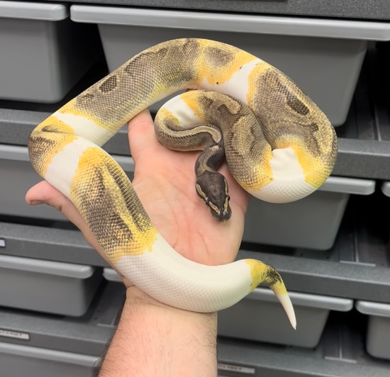 GHI Enchi Pied Ball Python by The Serpent Chamber