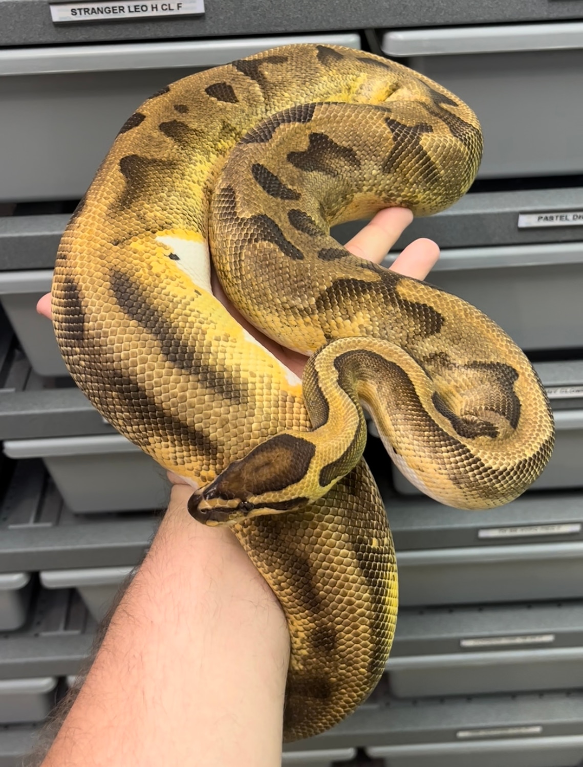 Enchi Pied Ball Python by The Serpent Chamber - MorphMarket