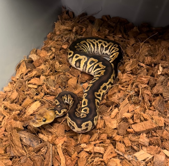 Black Head Spotnose Clown Ball Python by The Serpent Chamber