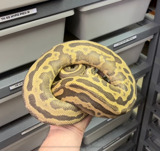 Acid Leopard Fire Het Clown Ball Python by The Serpent Chamber