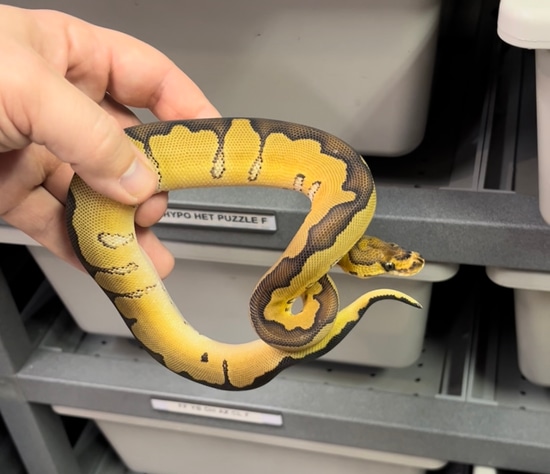 Wookie Enchi Clown Ball Python by The Serpent Chamber