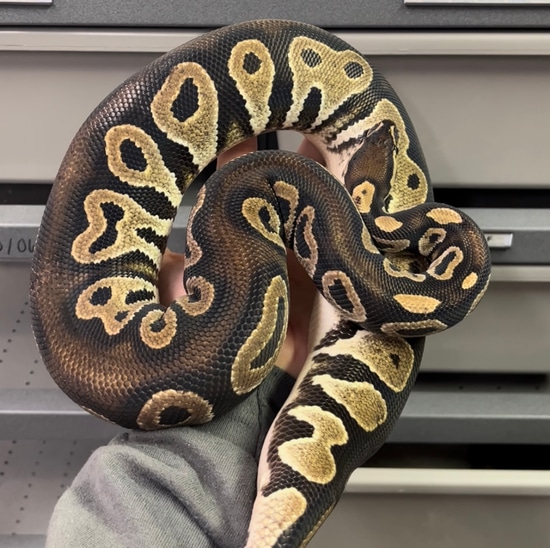 Blackhead Het Clown Ball Python by The Serpent Chamber