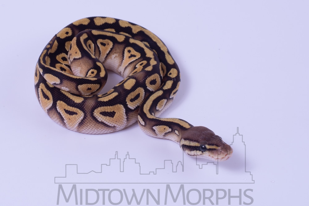 Pastel Mojave Ball Python by Midtown Morphs - MorphMarket