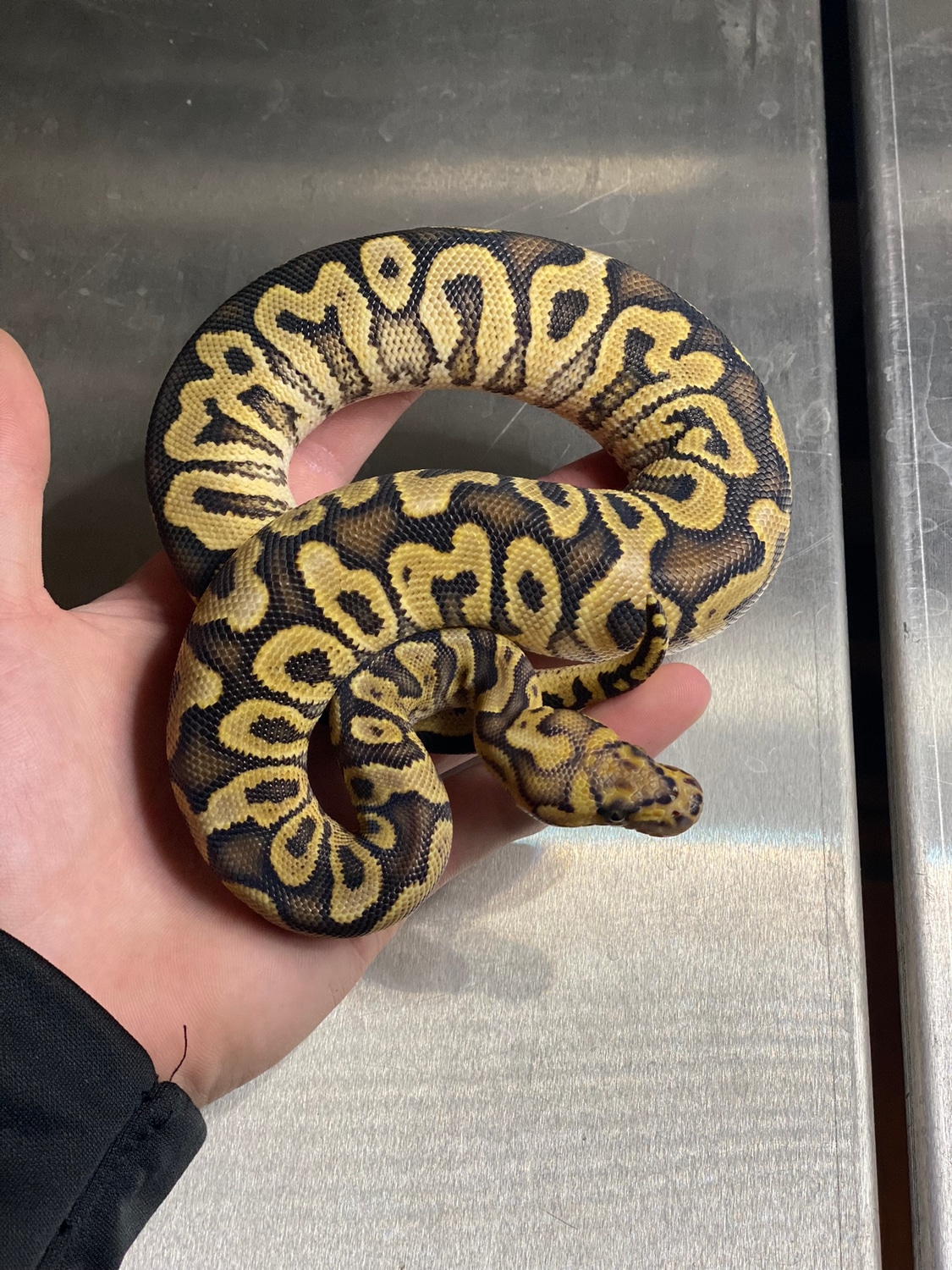 GHI Spotnose Clown Ball Python by Midwest Mutations - MorphMarket