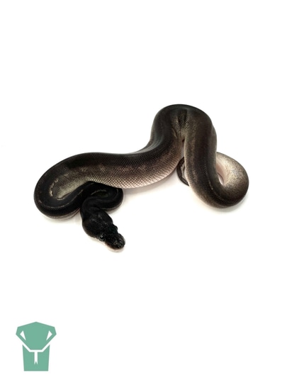 Mystic Blackhead Cinnamon Ball Python by Midwest Mutations