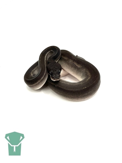 Mystic Black Head Cinnamon Ball Python by Midwest Mutations