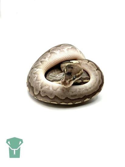 Bamboo Cinnamon Ball Python by Midwest Mutations