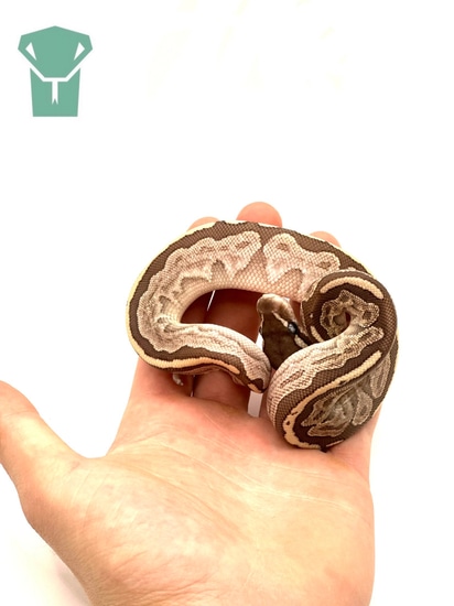 Bamboo Black Head Ball Python by Midwest Mutations