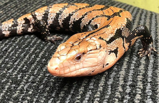 Halmahera Blue Tongue Skink Halmahera Blue-Tongued Skink by Midwest ...
