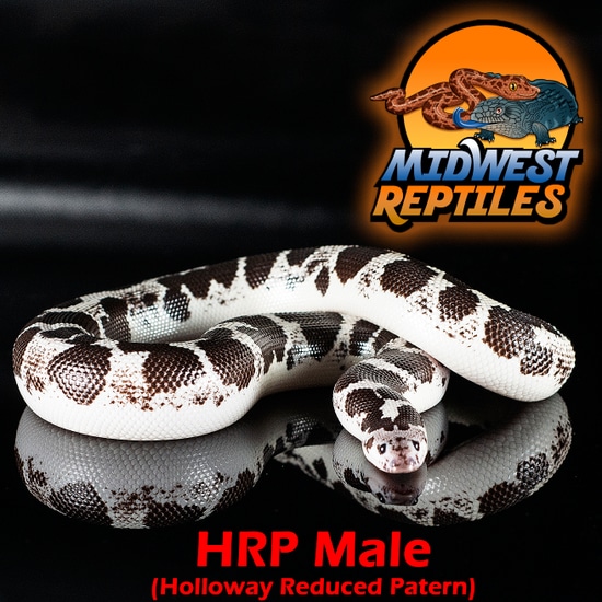 2018 HRP Adult Male Kenyan Sand Boa by Midwest Reptiles