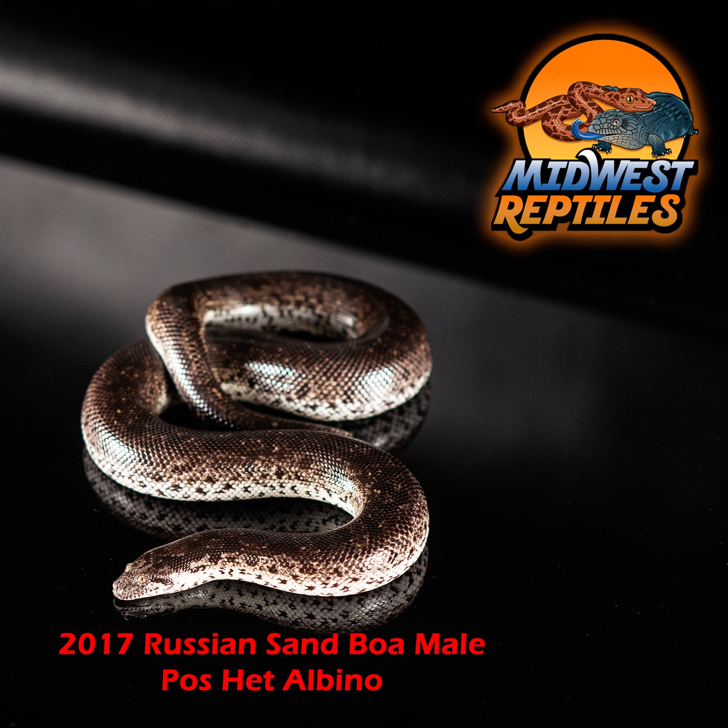 2017 Male Pos Het Albino Russian Sand Boa by Midwest Reptiles - MorphMarket