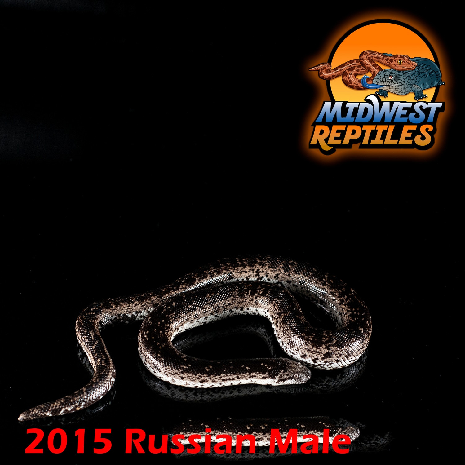 2015 Male Russian Sand Boa by Midwest Reptiles - MorphMarket