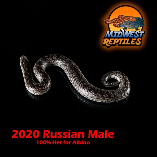 Russian Sand Boa 100% Het Albino by Midwest Reptiles