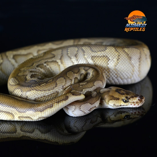 Lesser Spotnose Clown Pos Blade F2 Ball Python by Midwest Reptiles