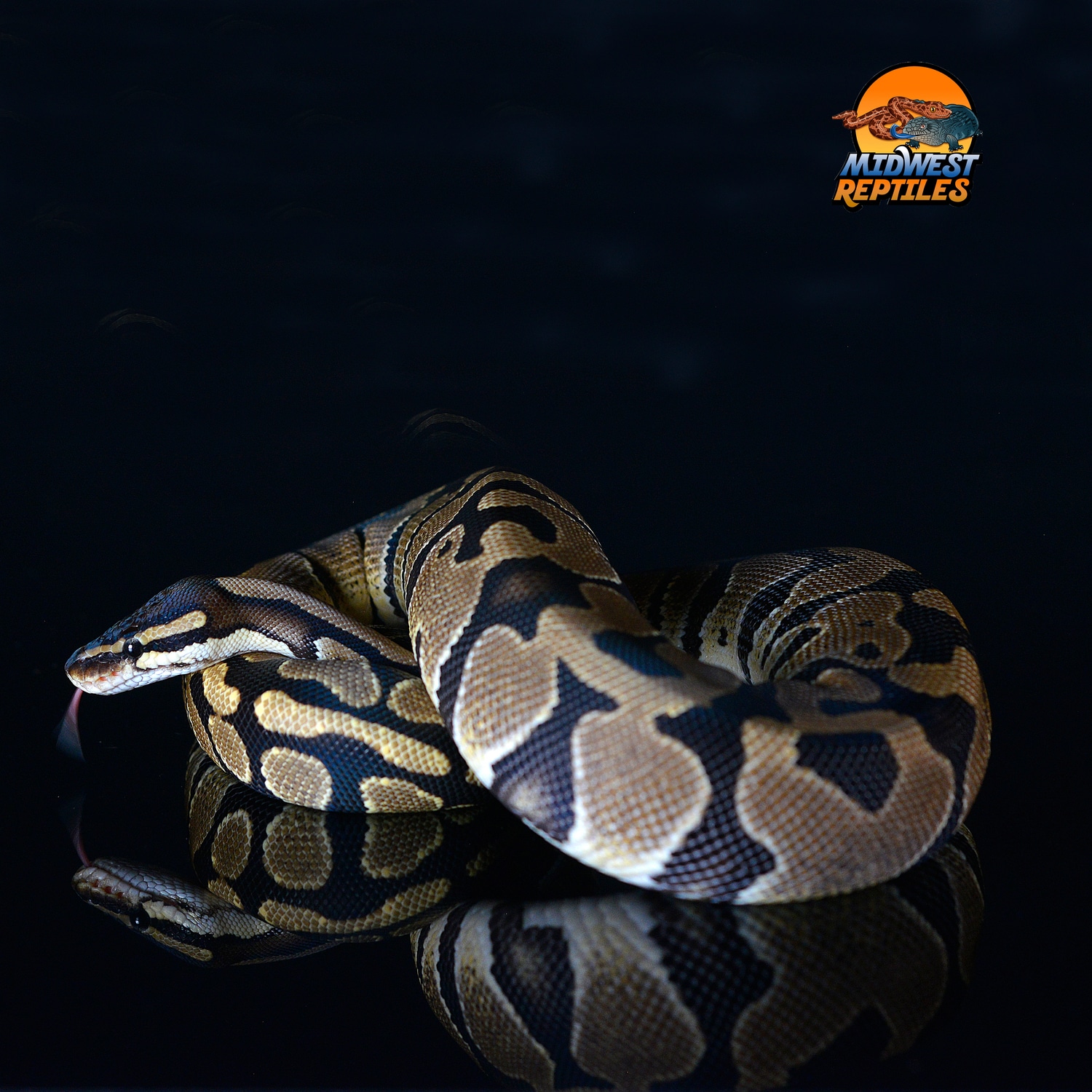 Blade Het Clown Ball Python by Midwest Reptiles - MorphMarket
