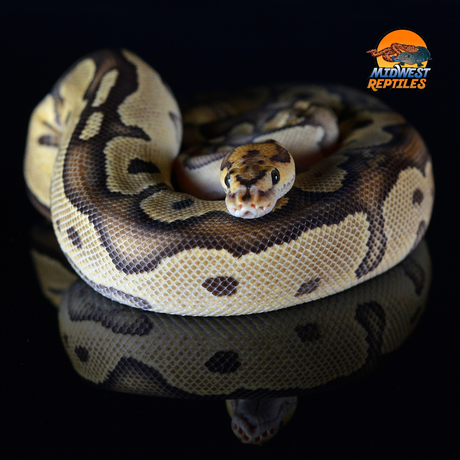Fire Clown Ball Python by Midwest Reptiles - MorphMarket