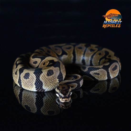 Spotnose Het Clown M1 Ball Python by Midwest Reptiles