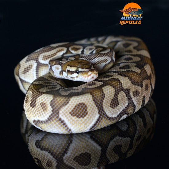 Lesser Spotnose Het Clown Ball Python by Midwest Reptiles