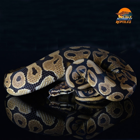 Spotnose Het Clown M2 Ball Python by Midwest Reptiles