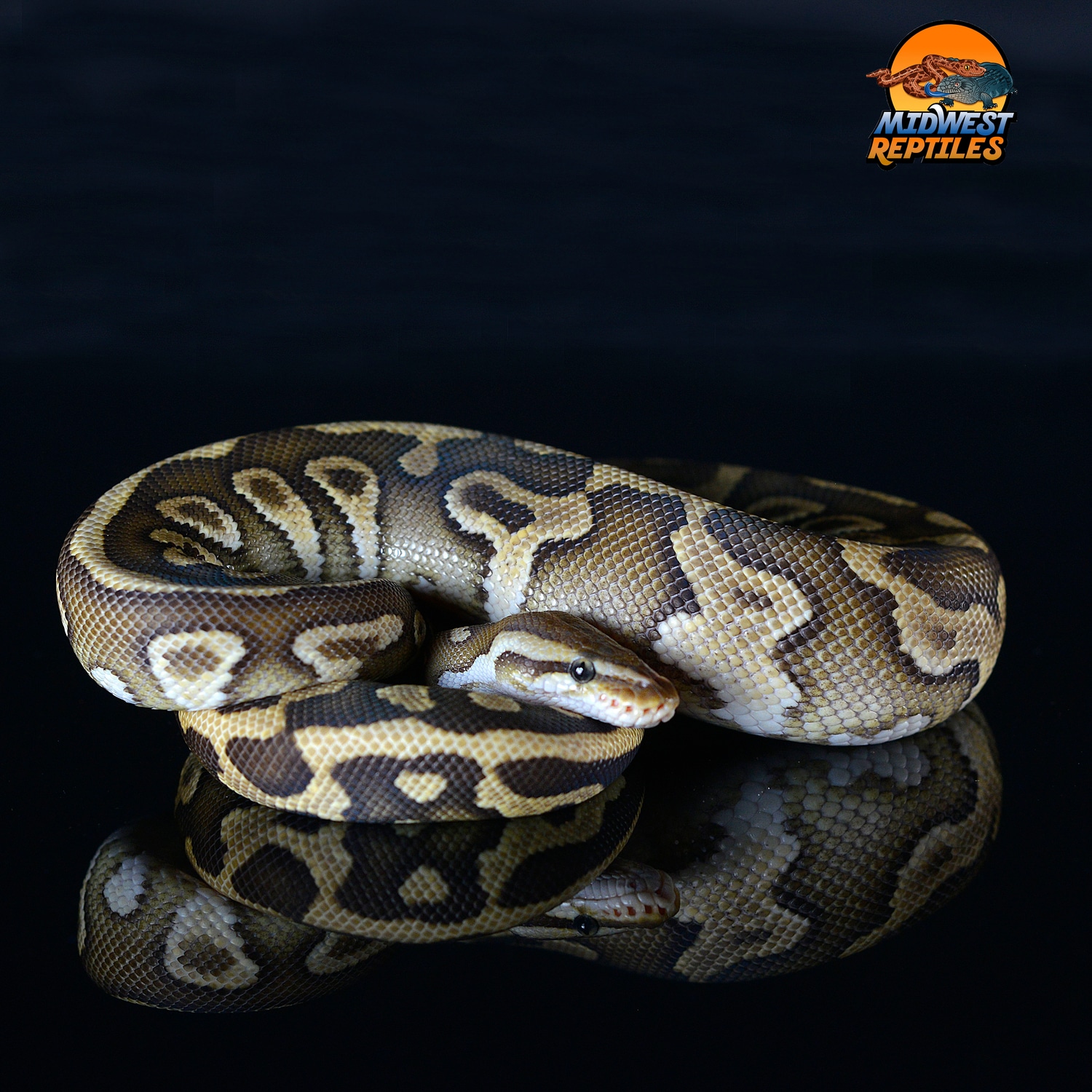 Lesser Spotnose Chocolate Het Clown Ball Python by Midwest Reptiles ...