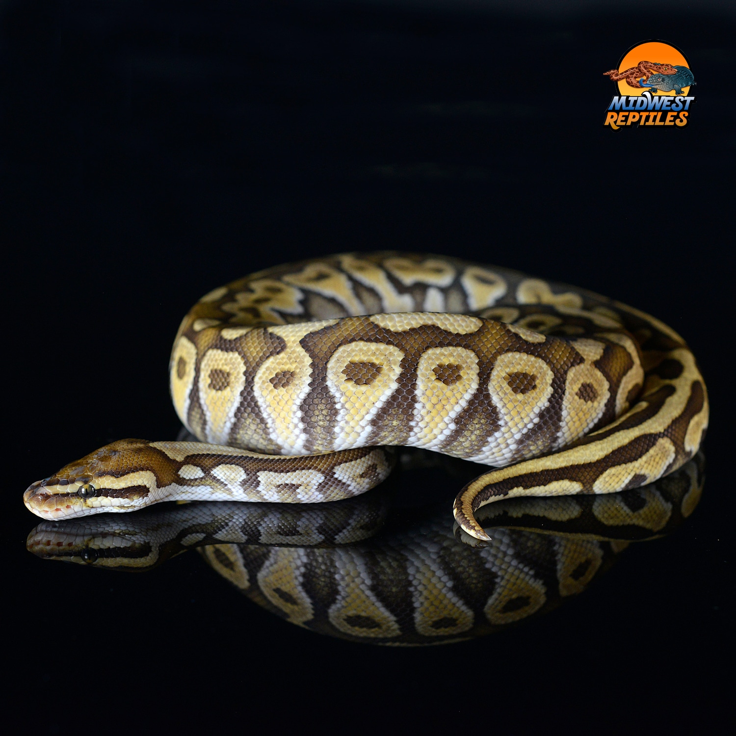 Lesser Spotnose Het Clown Ball Python by Midwest Reptiles - MorphMarket