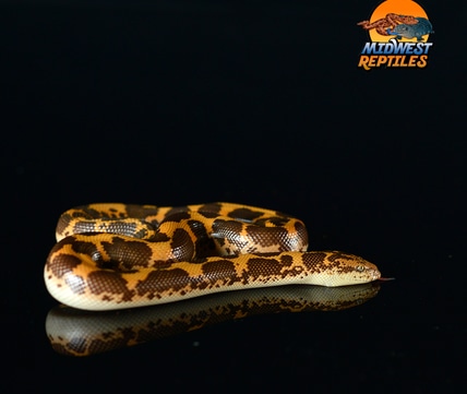 Triple Het Anery Albino Paint M5 Kenyan Sand Boa by Midwest Reptiles ...