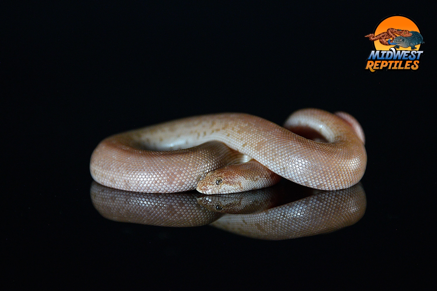RUS SIAN Albino Sand Boa Russian Sand Boa by Midwest Reptiles - MorphMarket