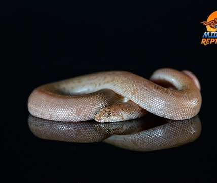 RUS SIAN Albino Sand Boa F2 Russian Sand Boa by Midwest Reptiles ...