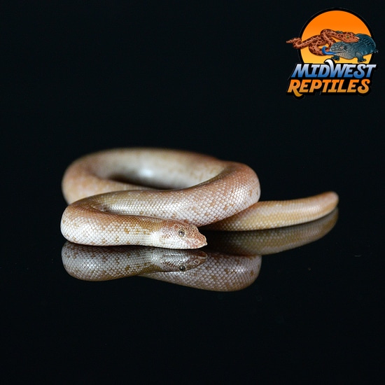 RUS SIAN Albino Sand Boa F2 Russian Sand Boa by Midwest Reptiles
