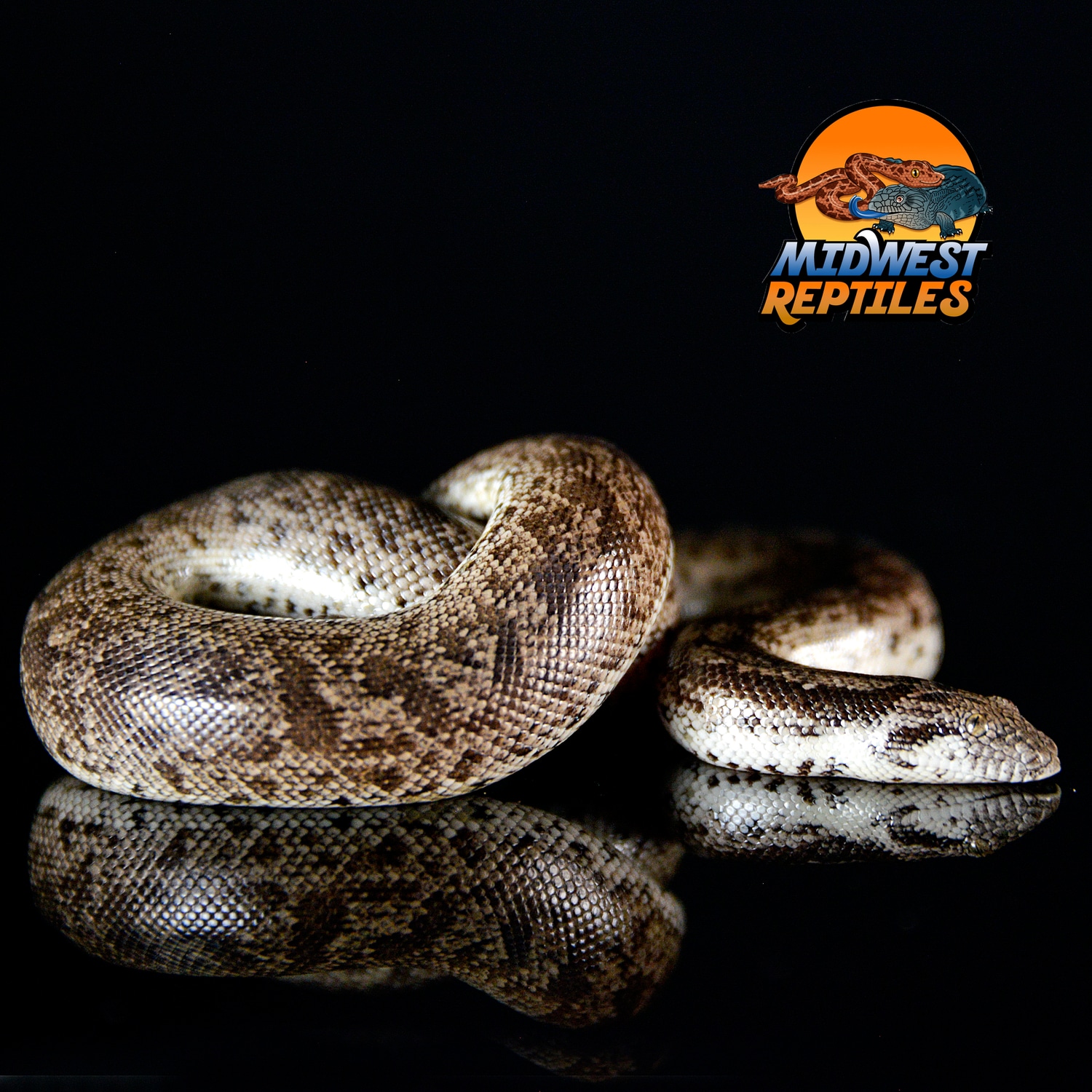 RUS SIAN Sand Boa Het Albino F2 Russian Sand Boa by Midwest Reptiles ...