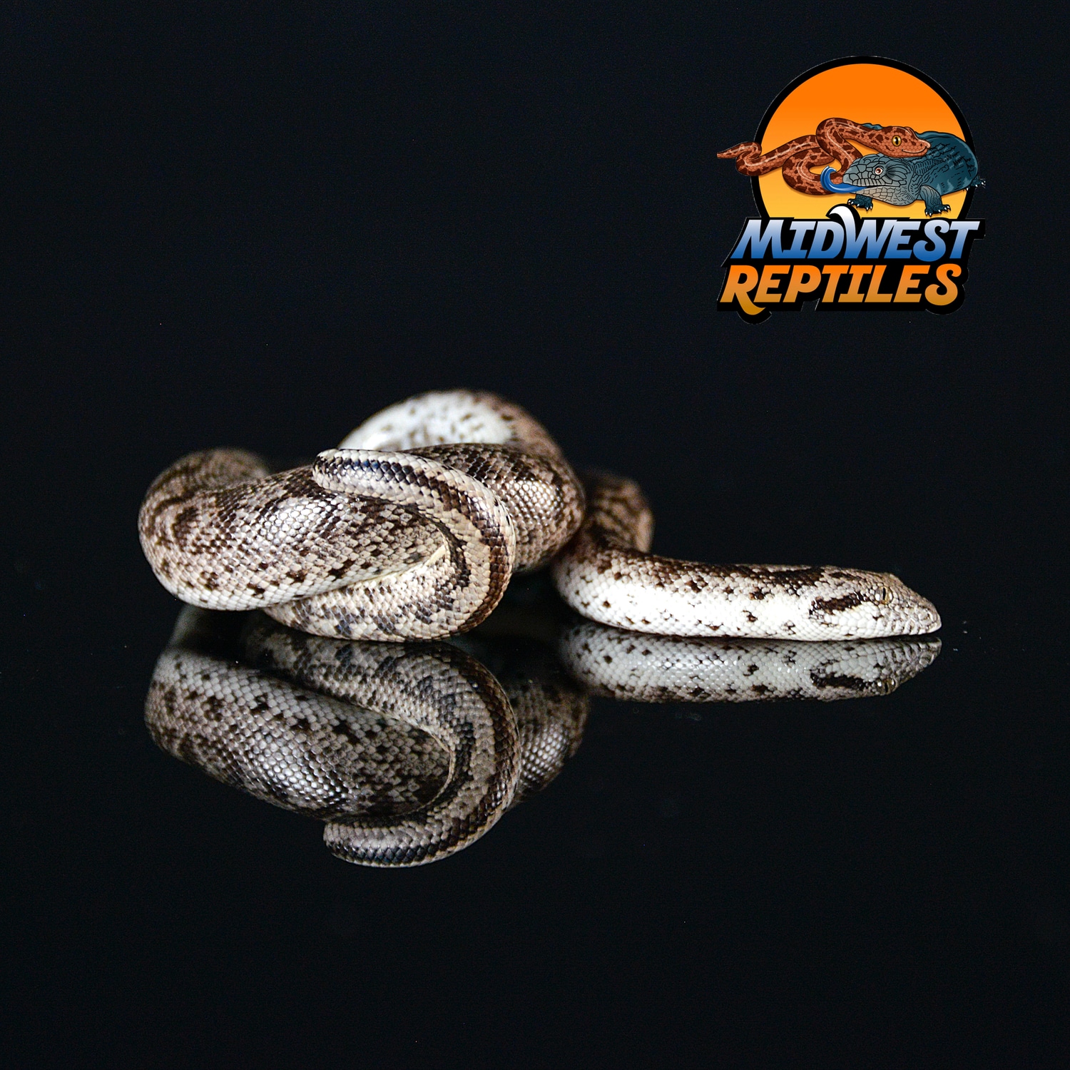 Het Albino F3 Russian Sand Boa by Midwest Reptiles - MorphMarket