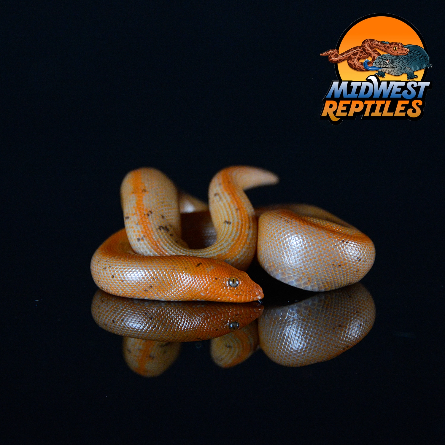 Paradox Albino Stripe F4 Kenyan Sand Boa by Midwest Reptiles - MorphMarket