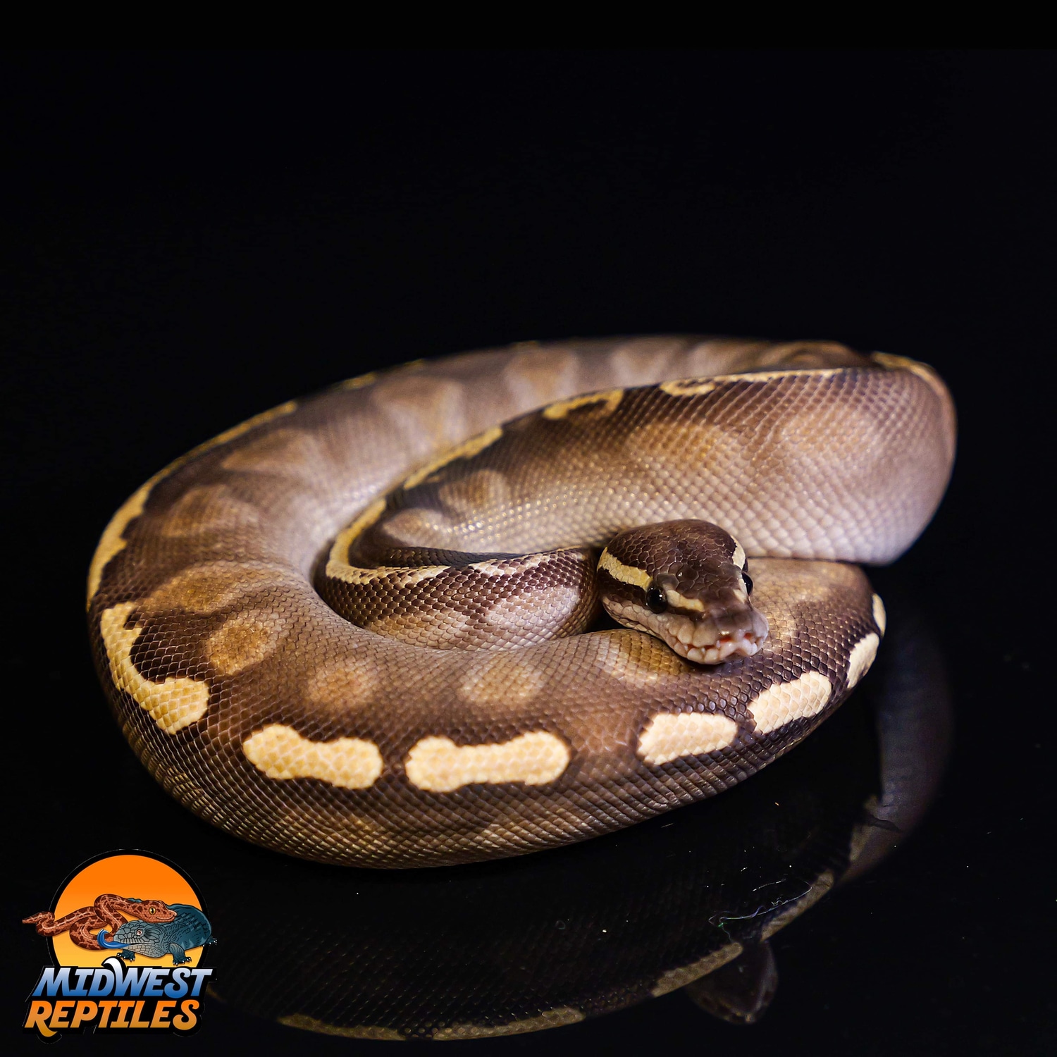 GHI Mojave Pos Yellowbelly Ball Python by Midwest Reptiles - MorphMarket
