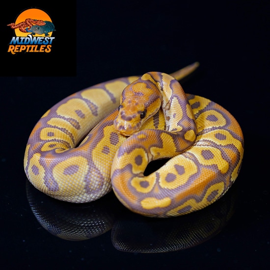 Ultramel Clown Ball Python by Midwest Reptiles