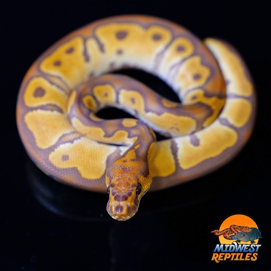 Ultramel Clown Ball Python by Midwest Reptiles