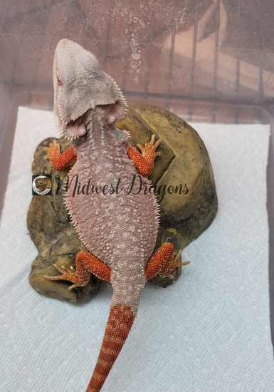 Red Hypo Leatherback Dunner Central Bearded Dragon by Midwest Dragons