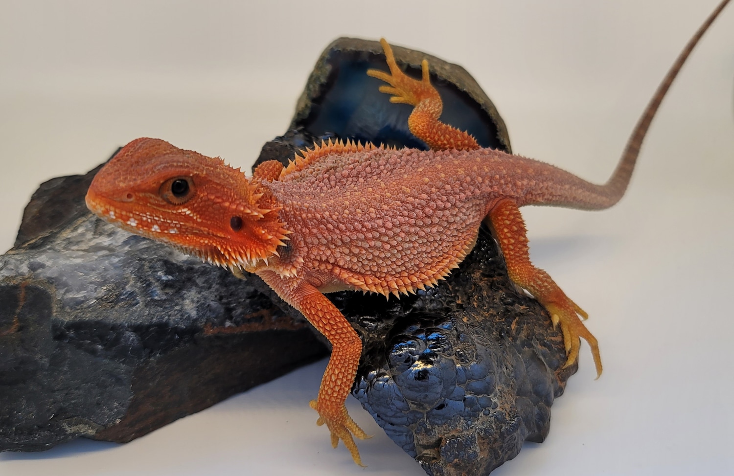 Red Hypo Trans Dunner Female Central Bearded Dragon by Midwest Dragons - MorphMarket