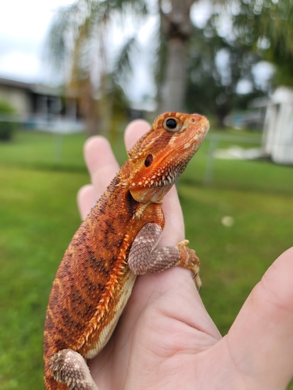 Red Translucent 100% Het Hypo Central Bearded Dragon by Midwest Dragons