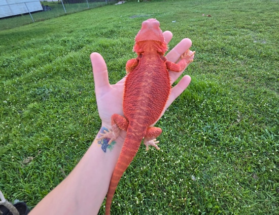Red Hypo Translucent Female Central Bearded Dragon by Midwest Dragons
