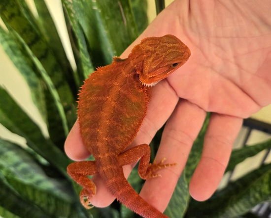 RED Hypo Translucent Leatherback Female Central Bearded Dragon by ...