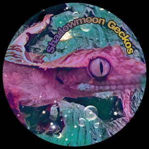 Shadowmoon Geckos - MorphMarket