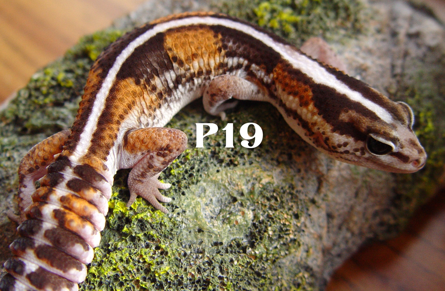 Tangerine Het Patternless P19 African African Fat-Tailed Gecko by ...