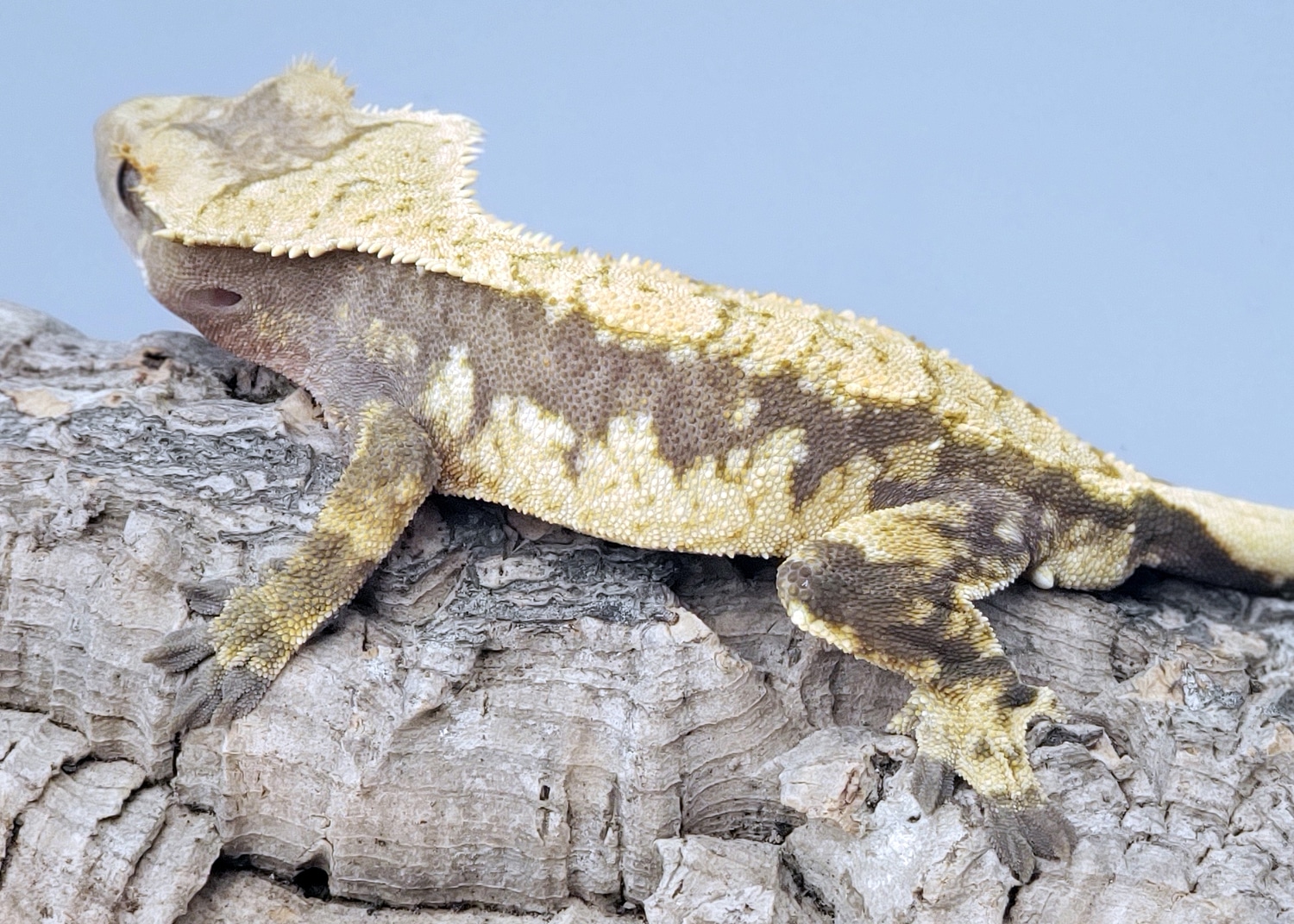 "Washoe" Lavendar Drippy Crowned Probable Male Crested Gecko by Candie ...