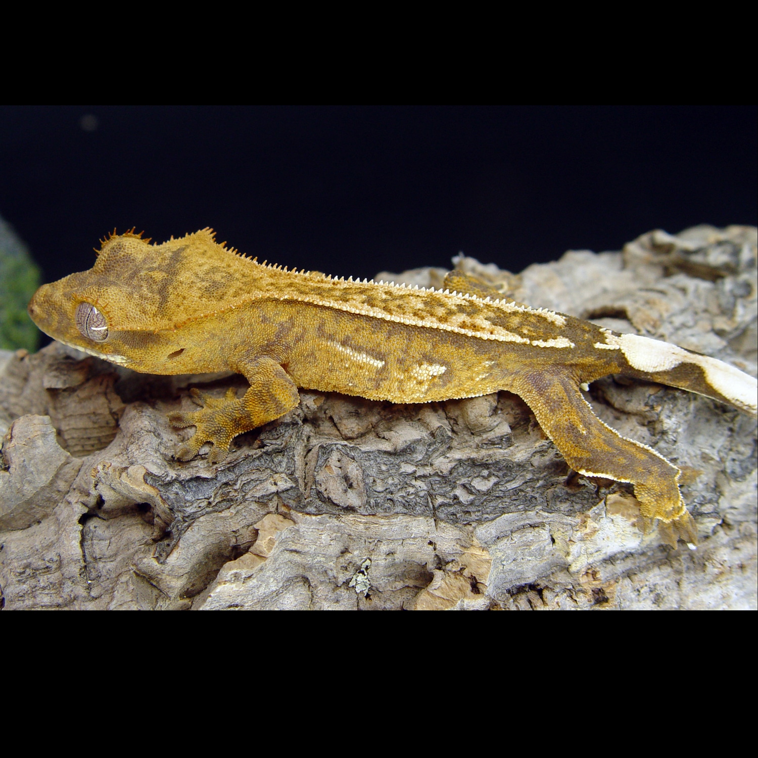 "Quilty" Brindle Orange Pinstripe Crested Gecko by Candie Cresteds ...