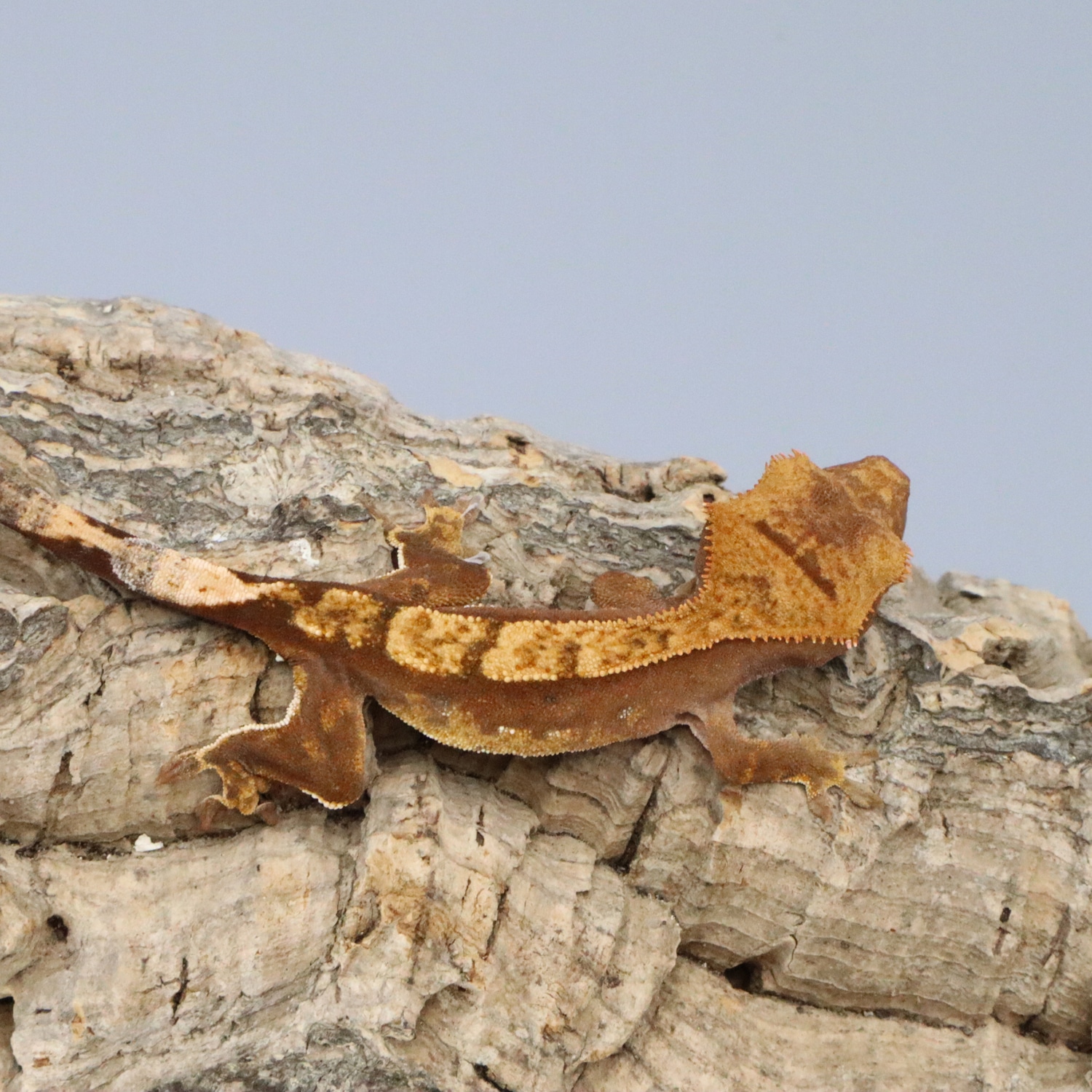 "Andromedon" Pinstripe Crested Gecko by Candie Cresteds & More ...