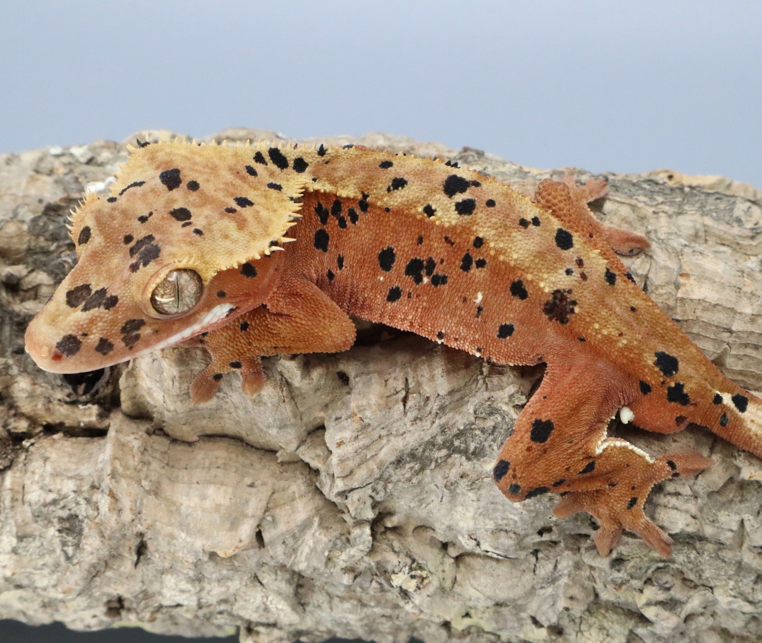 "Saucier" Red Superdal With Red Spots Crested Gecko by Candie Cresteds ...