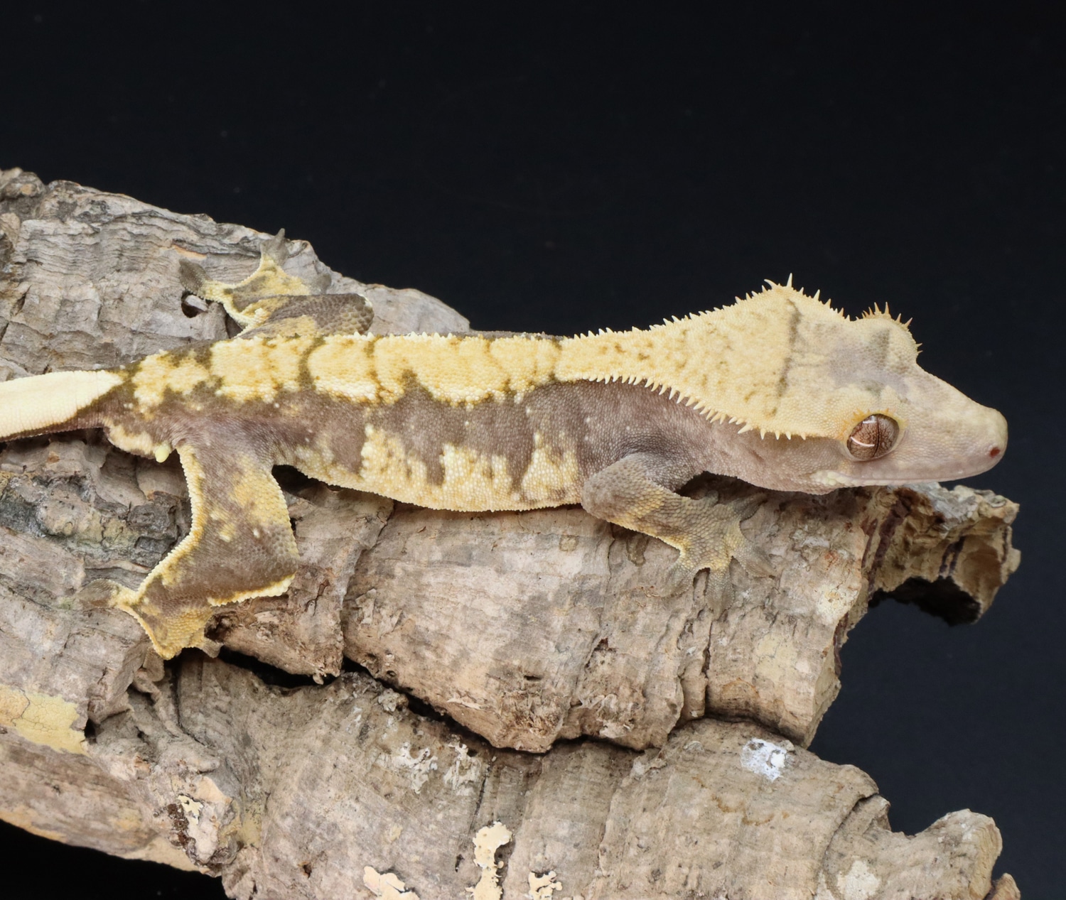 "Orlind" Lavender Harlequin Male Crested Gecko by Candie Cresteds ...