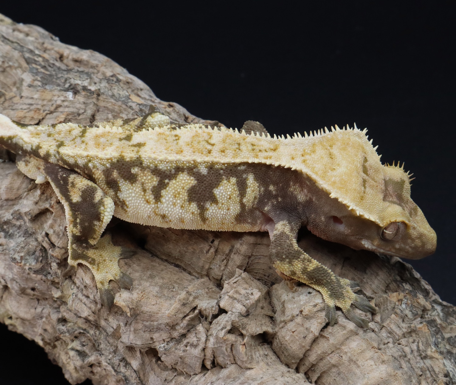 Crystalline Geckos Pinstripe Crested Gecko by Candie Cresteds & More ...