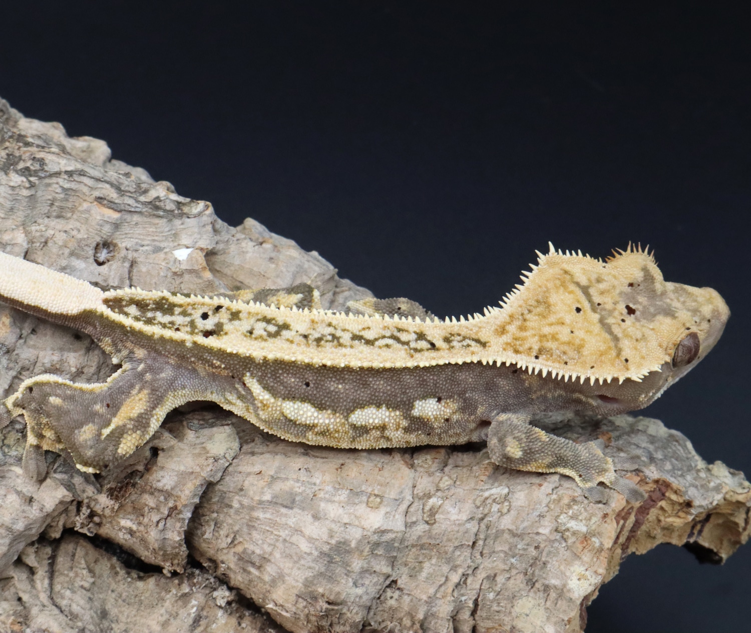 "Cosmonaut" Dark Based Pinstripe Female Crested Gecko by Candie ...